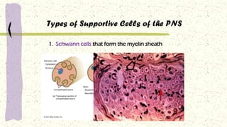 Nervous system physiology.pdf