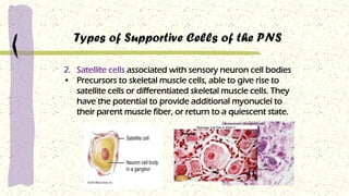 Nervous system physiology.pdf