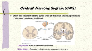 Nervous system physiology.pdf