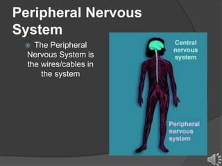 Nervous system power point | PPTX