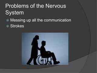 Nervous system power point | PPTX