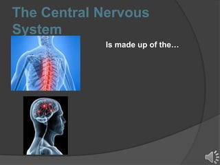 Nervous system power point | PPTX