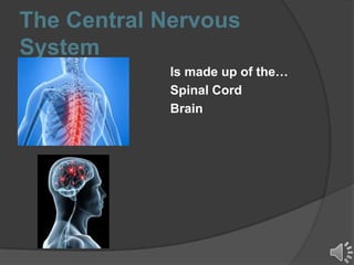 Nervous system power point | PPTX