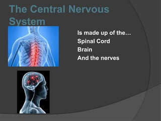 Nervous system power point | PPTX