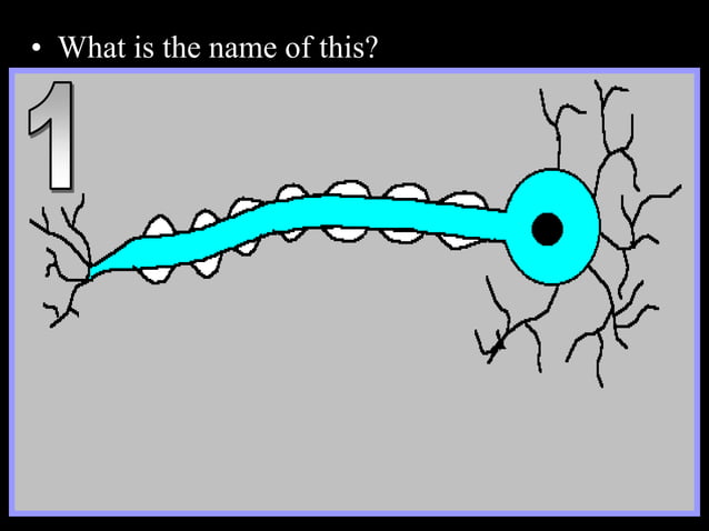 Nervous System, Brain, Neurons, Senses Organs, PowerPoint Review Game ...