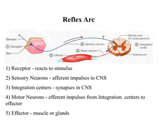 nervnervoussystempptnervoussystempptnervoussystempptnervoussystempptous ...