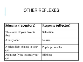 nervnervoussystempptnervoussystempptnervoussystempptnervoussystempptous ...