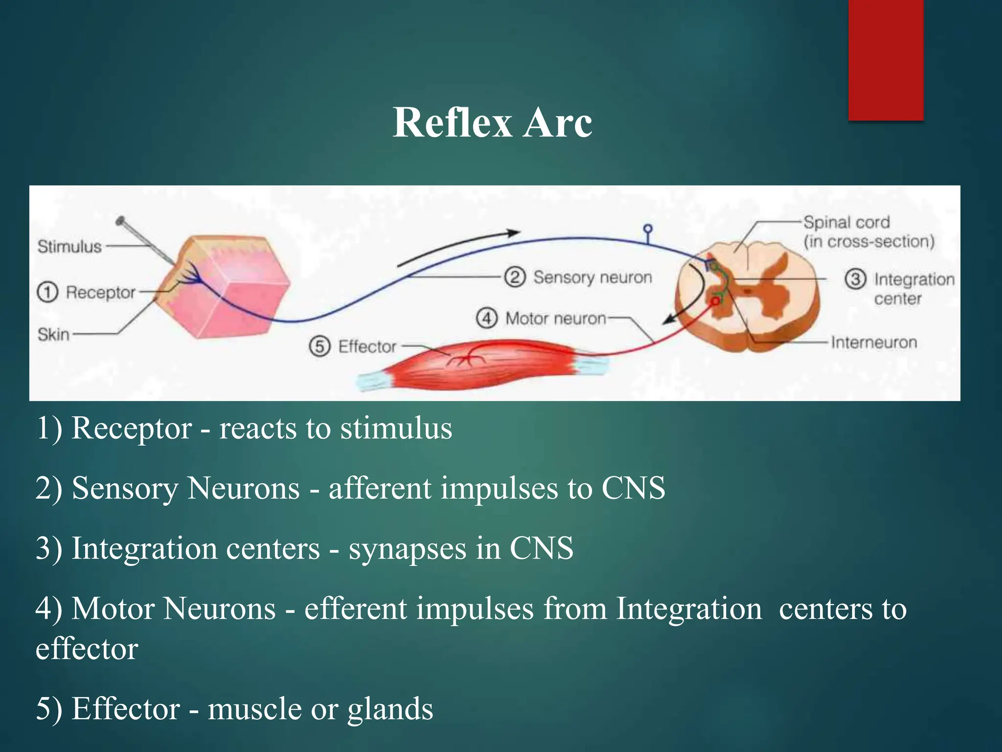 nervouservoussystemervoussystemervoussystemervoussystemsystemppt-2.pptx ...