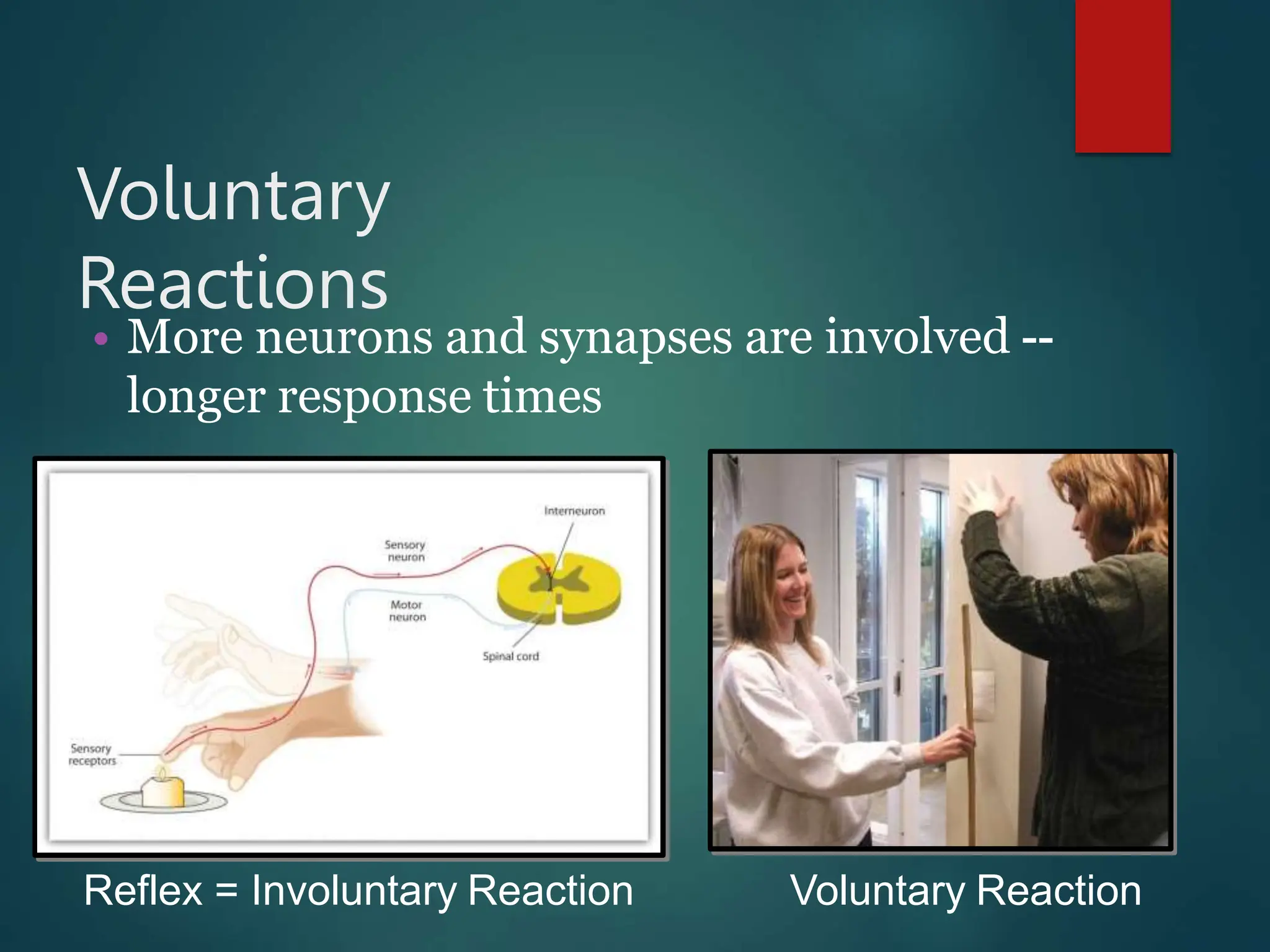 nervouservoussystemervoussystemervoussystemervoussystemsystemppt-2.pptx