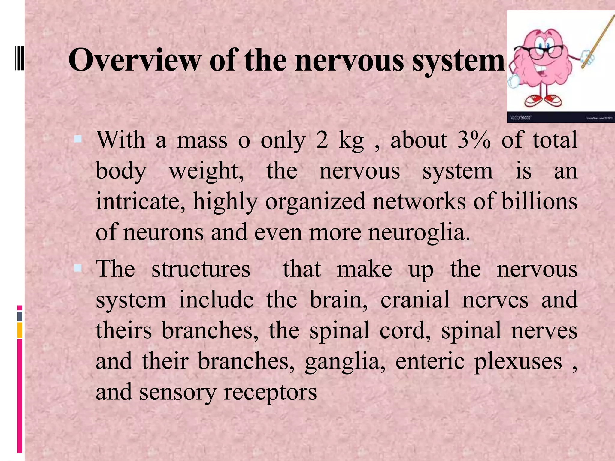 Nervous system ppt | PPT