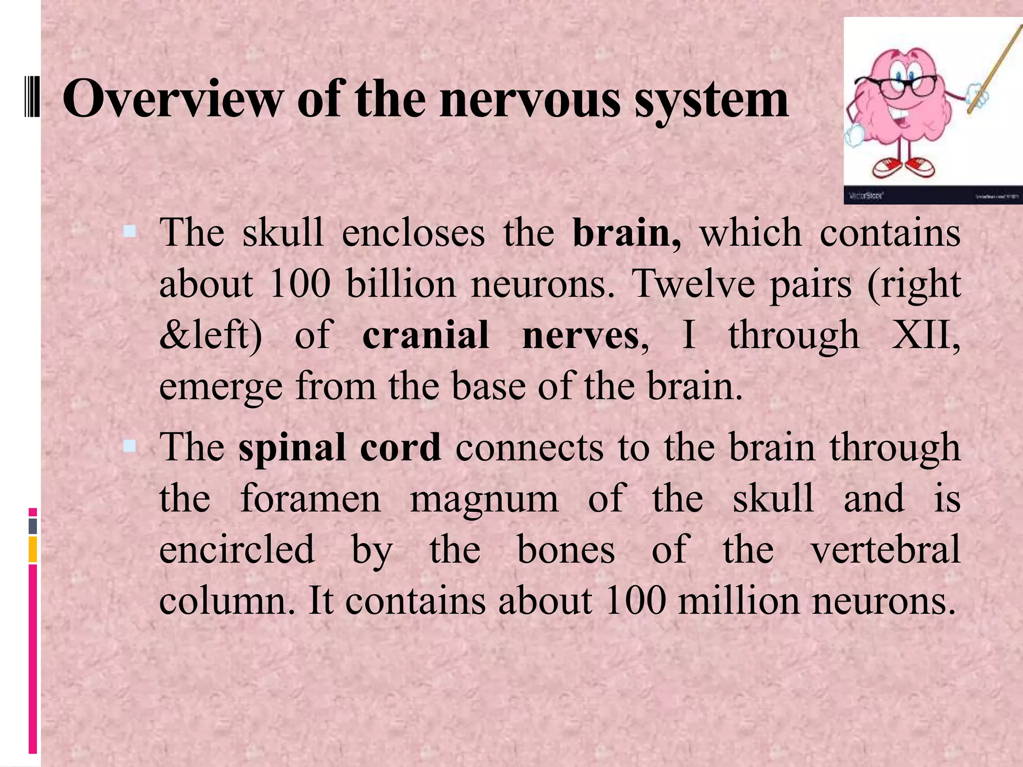 Nervous system ppt | PPT