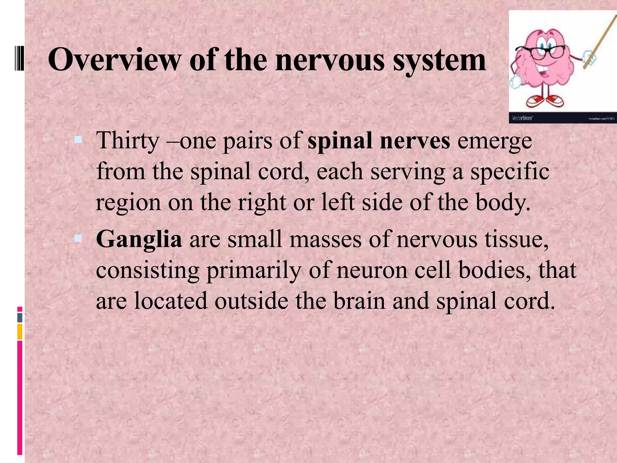 Nervous system ppt | PPT