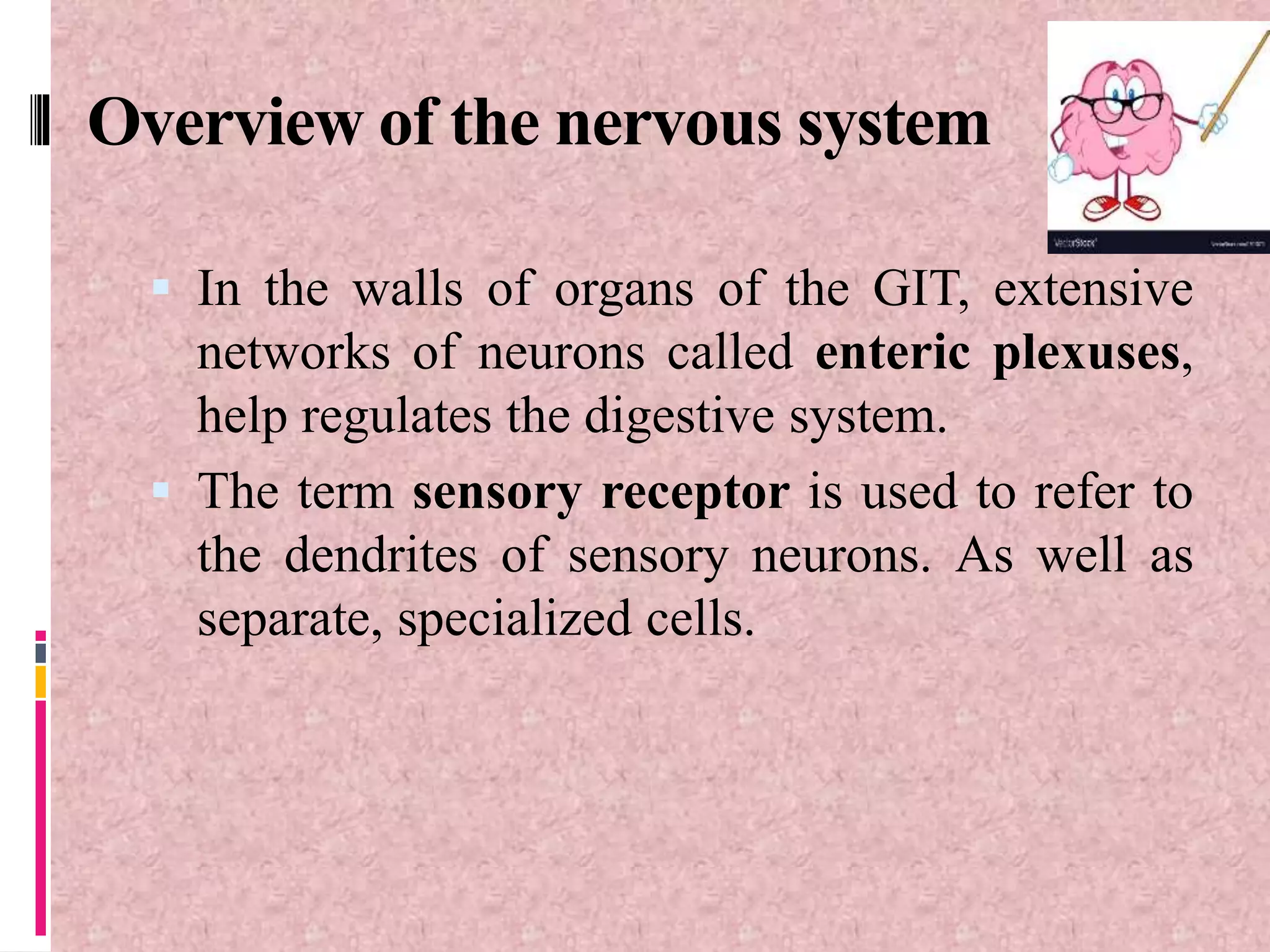 Nervous system ppt | PPT