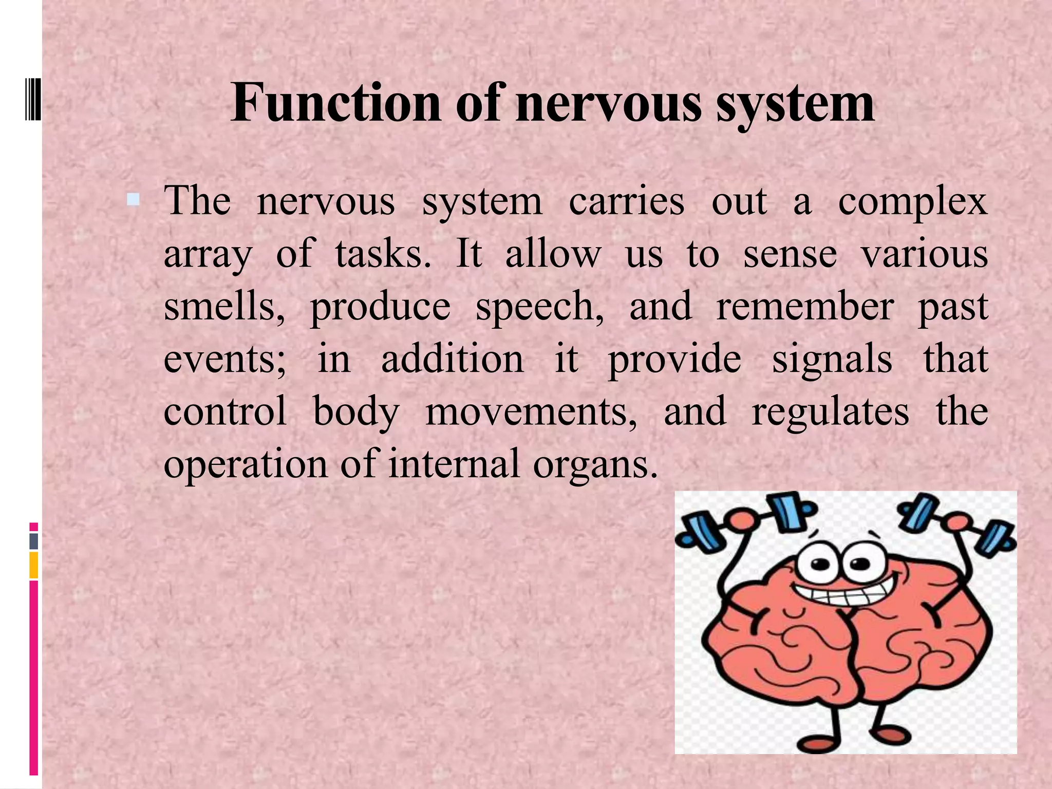 Nervous system ppt | PPT