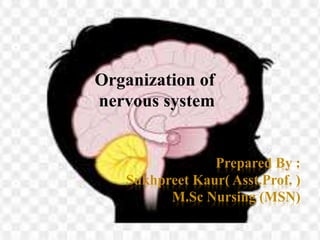 Nervous system ppt | PPT