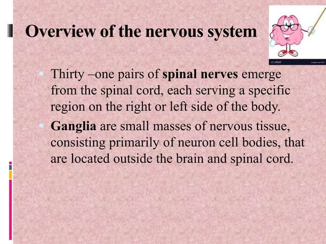 Nervous system ppt | PPT