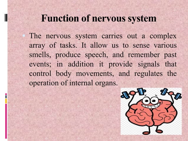 Nervous system ppt | PPT