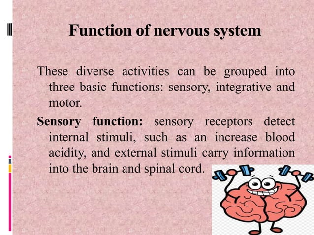 Nervous system ppt | PPT