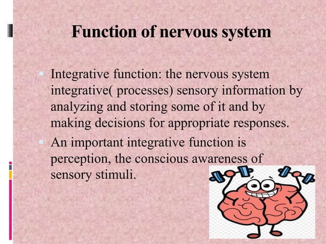 Nervous system ppt | PPT