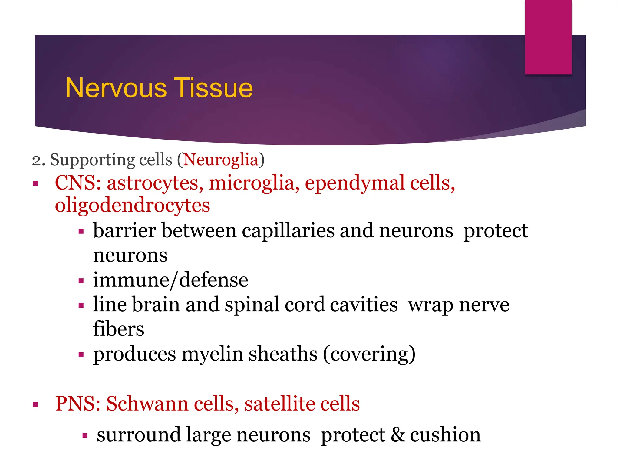 nervous system ppt pptx anatomy system of nerves | PPTX