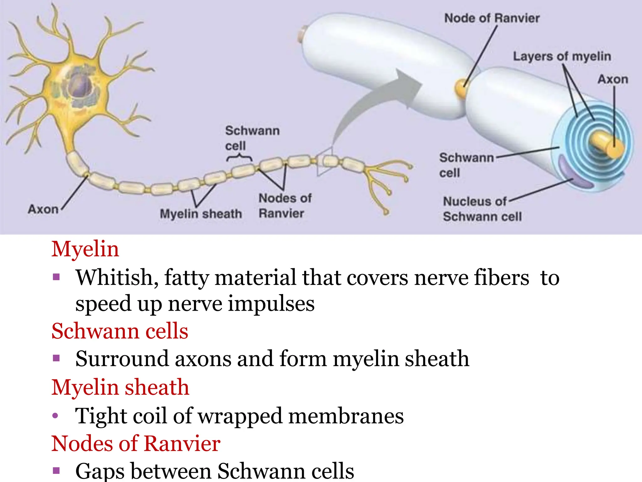 nervous system ppt pptx anatomy system of nerves | PPTX