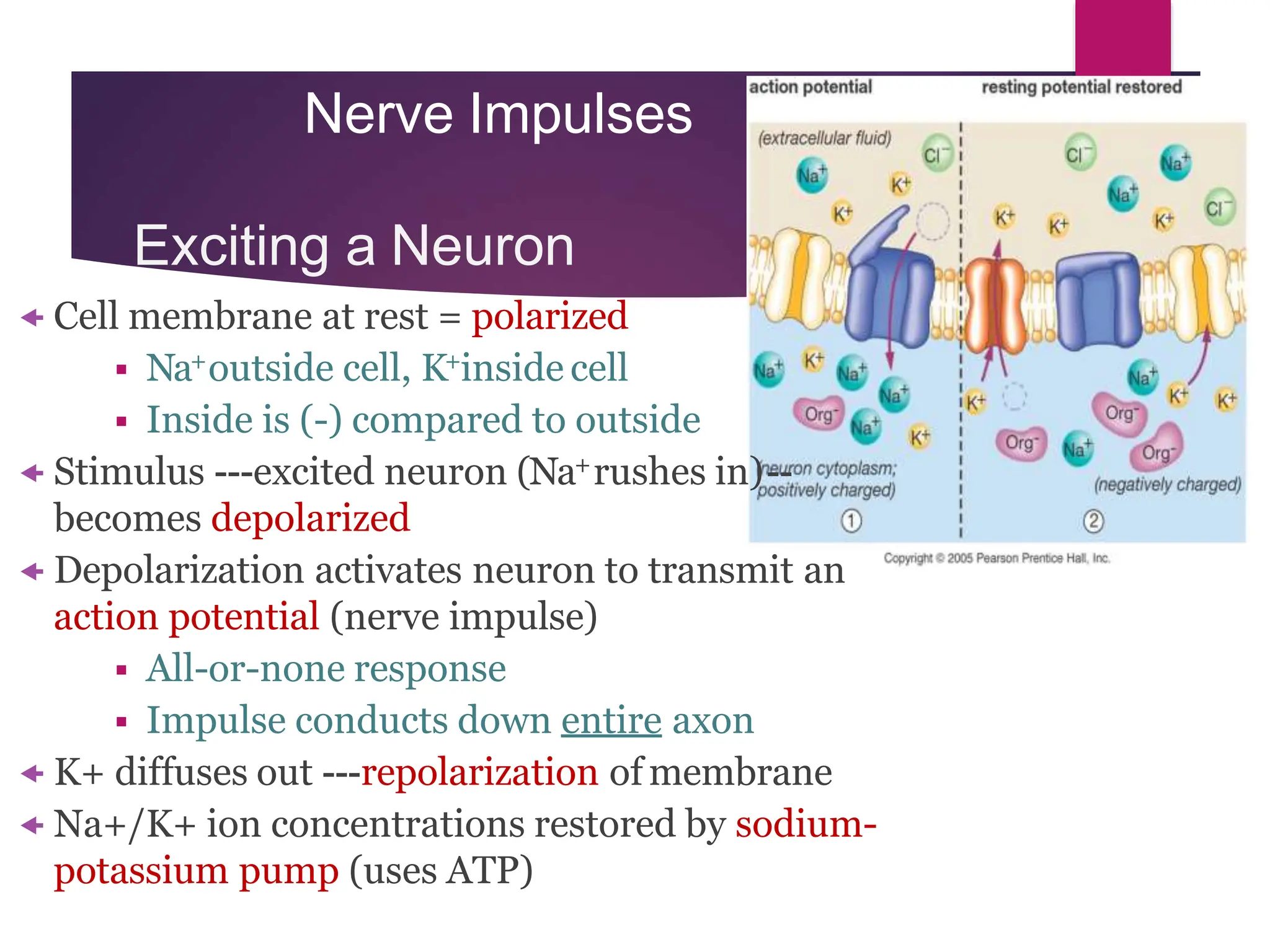 nervous system ppt pptx anatomy system of nerves | PPTX