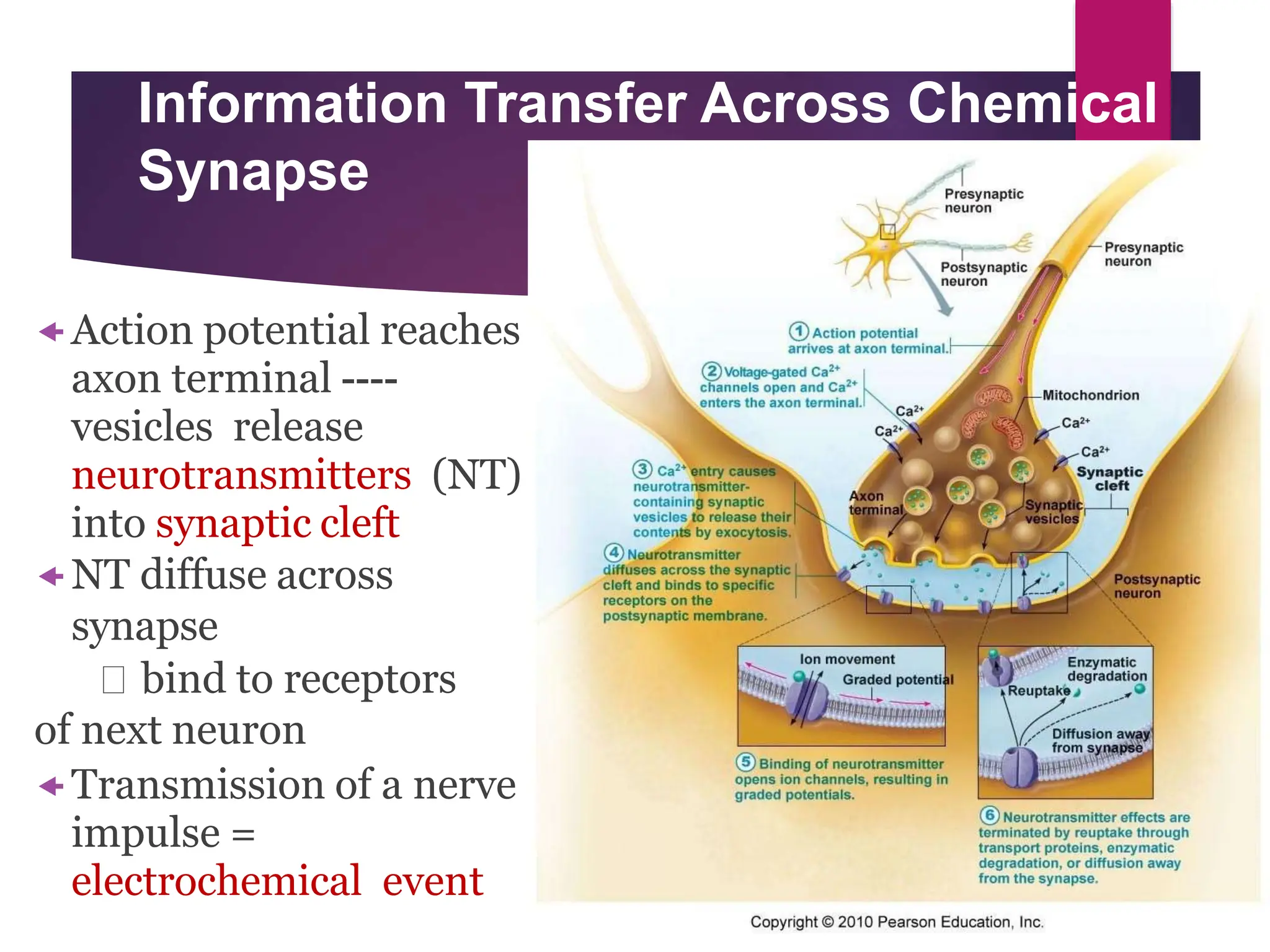 nervous system ppt pptx anatomy system of nerves | PPTX