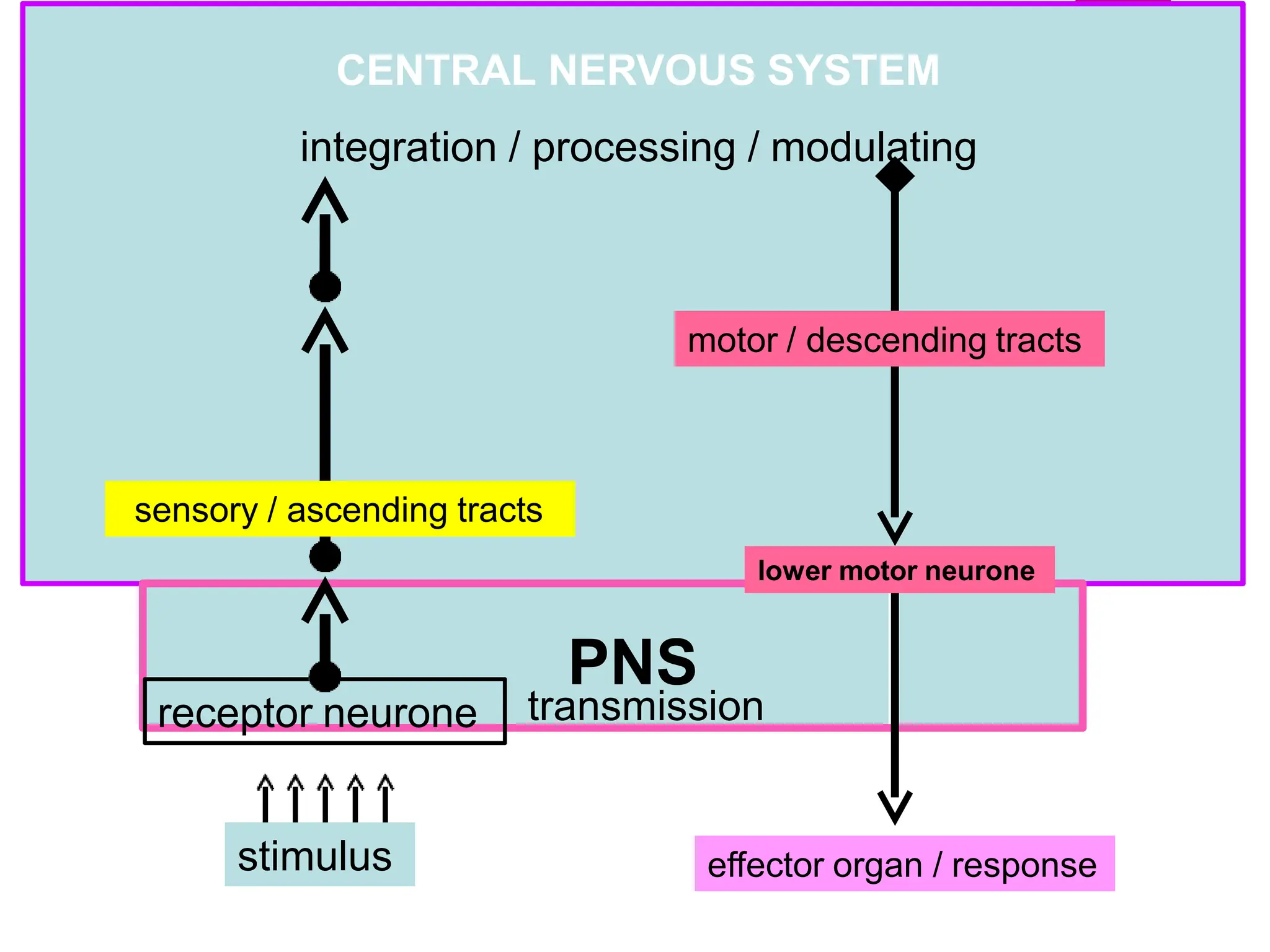 nervous system ppt pptx anatomy system of nerves | PPTX