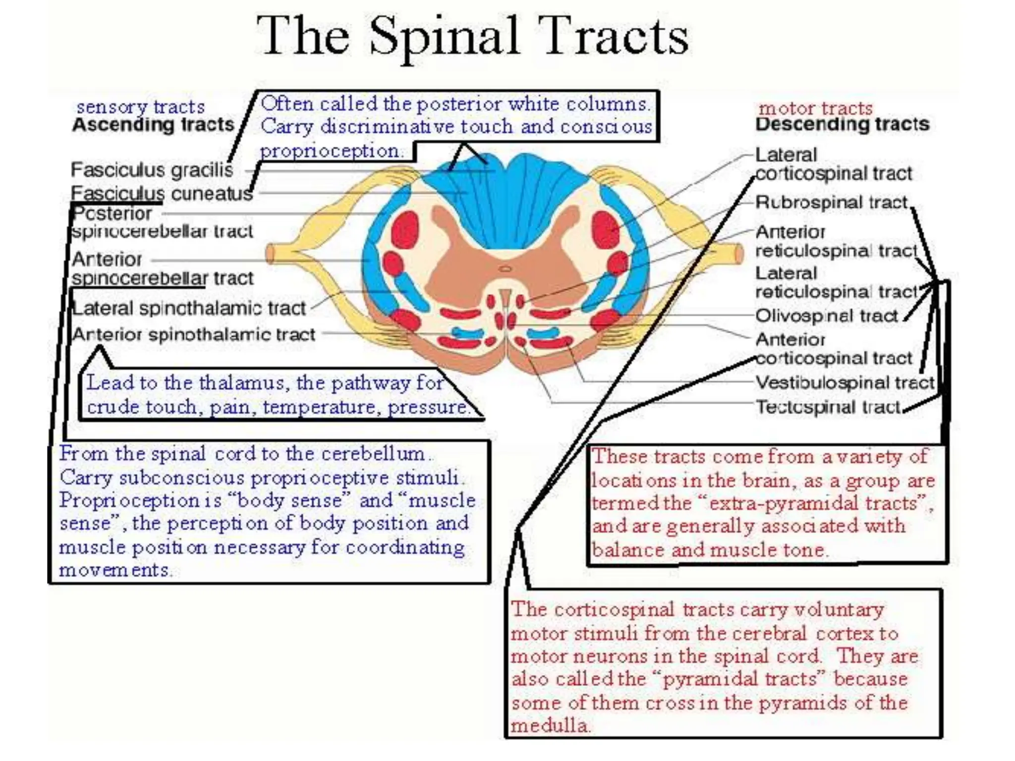 nervous system ppt pptx anatomy system of nerves | PPTX