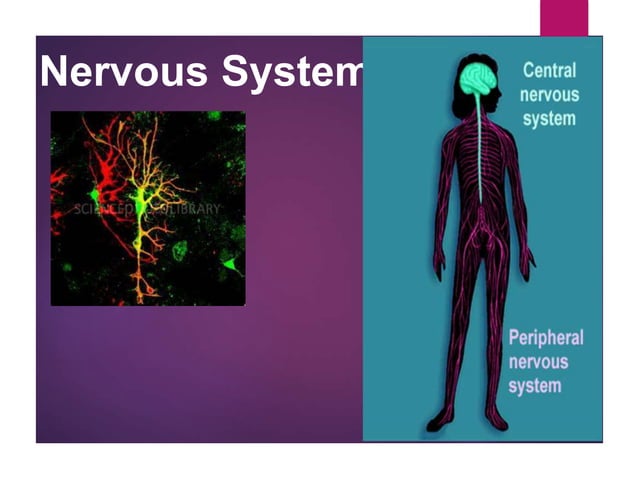 nervous system ppt pptx anatomy system of nerves | PPT