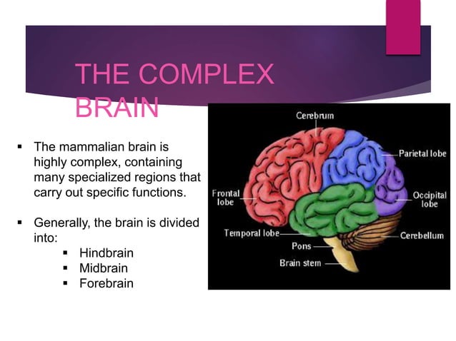 nervous system ppt pptx anatomy system of nerves | PPT