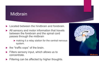 nervous system ppt pptx anatomy system of nerves | PPTX