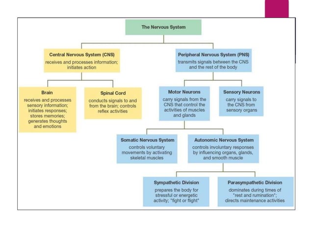 nervous system ppt pptx anatomy system of nerves | PPT
