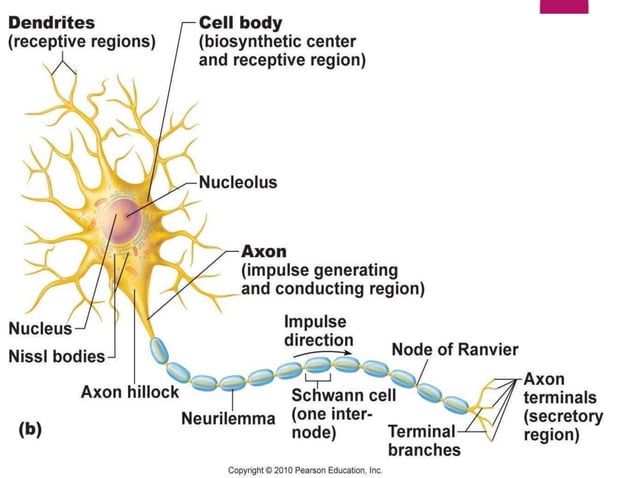 nervous system ppt pptx anatomy system of nerves | PPT