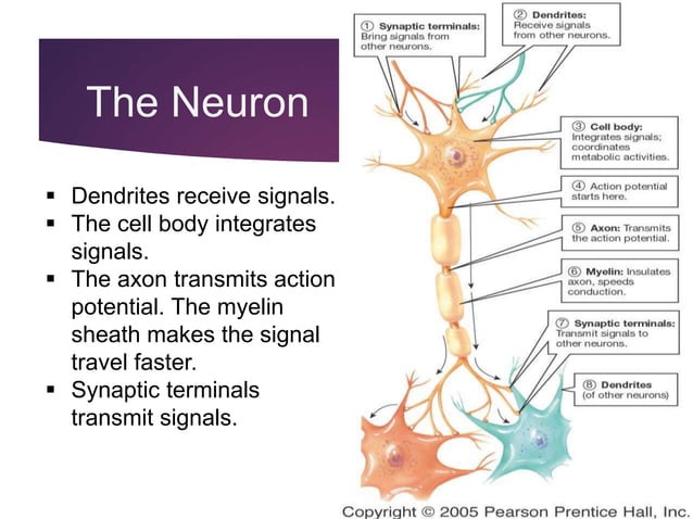 nervous system ppt pptx anatomy system of nerves | PPT