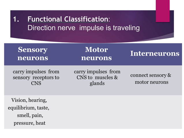 nervous system ppt pptx anatomy system of nerves | PPT