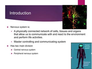 nervous system ppt pptx anatomy system of nerves | PPT
