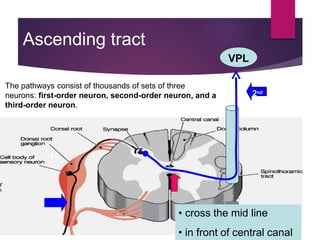 nervous system ppt pptx anatomy system of nerves | PPT