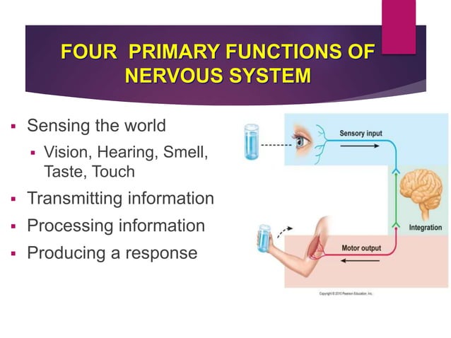 nervous system ppt pptx anatomy system of nerves | PPT