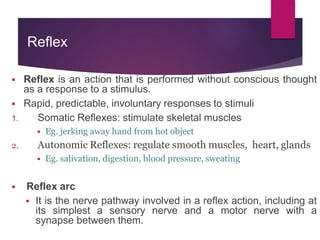 nervous system ppt pptx anatomy system of nerves | PPTX
