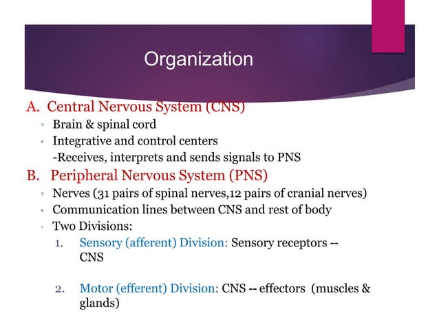 nervous system ppt pptx anatomy system of nerves | PPT