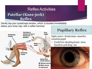 nervous system ppt pptx anatomy system of nerves | PPTX