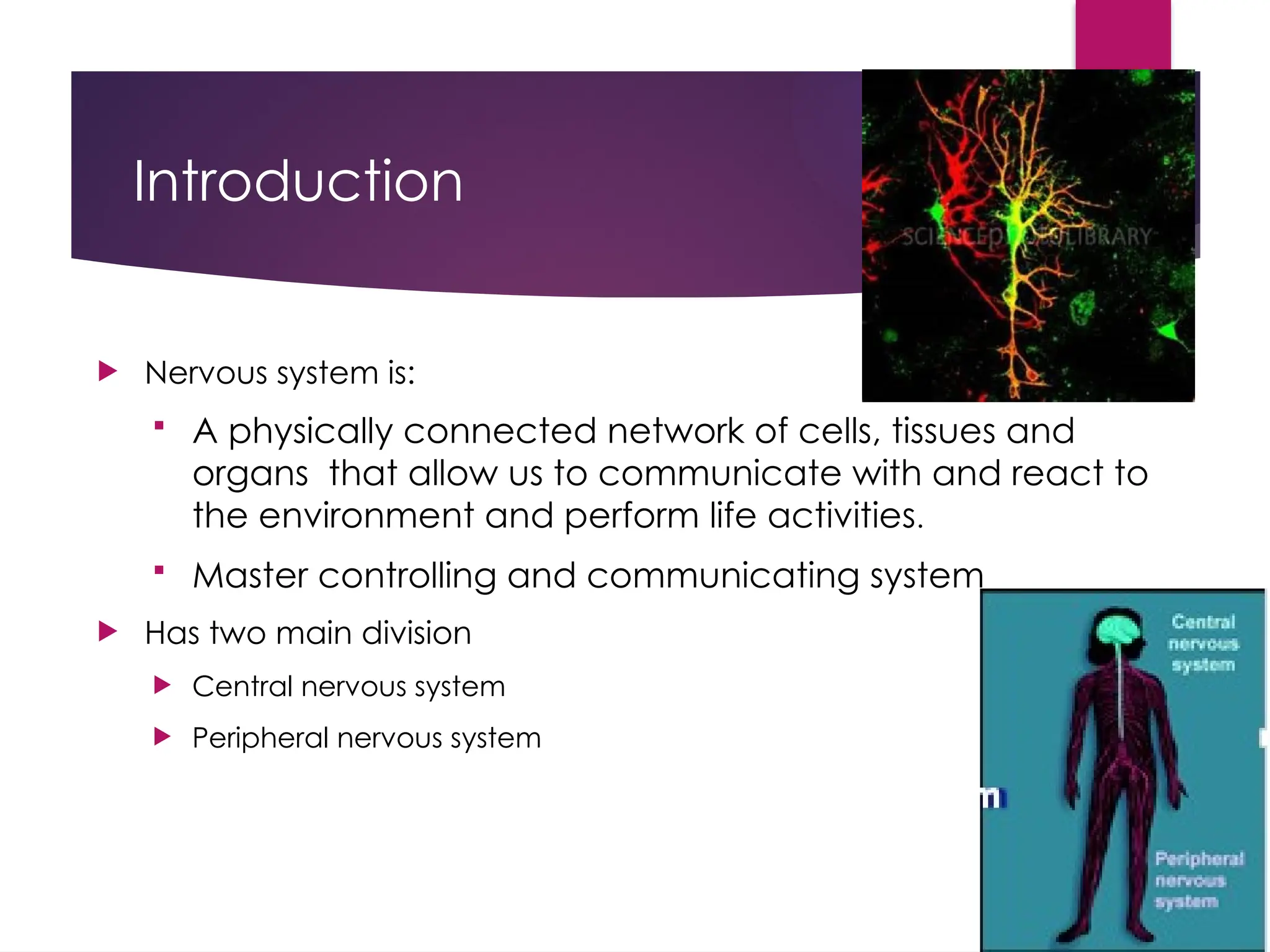 nervoussystemppt-210110150951.pptxppt download | PPTX