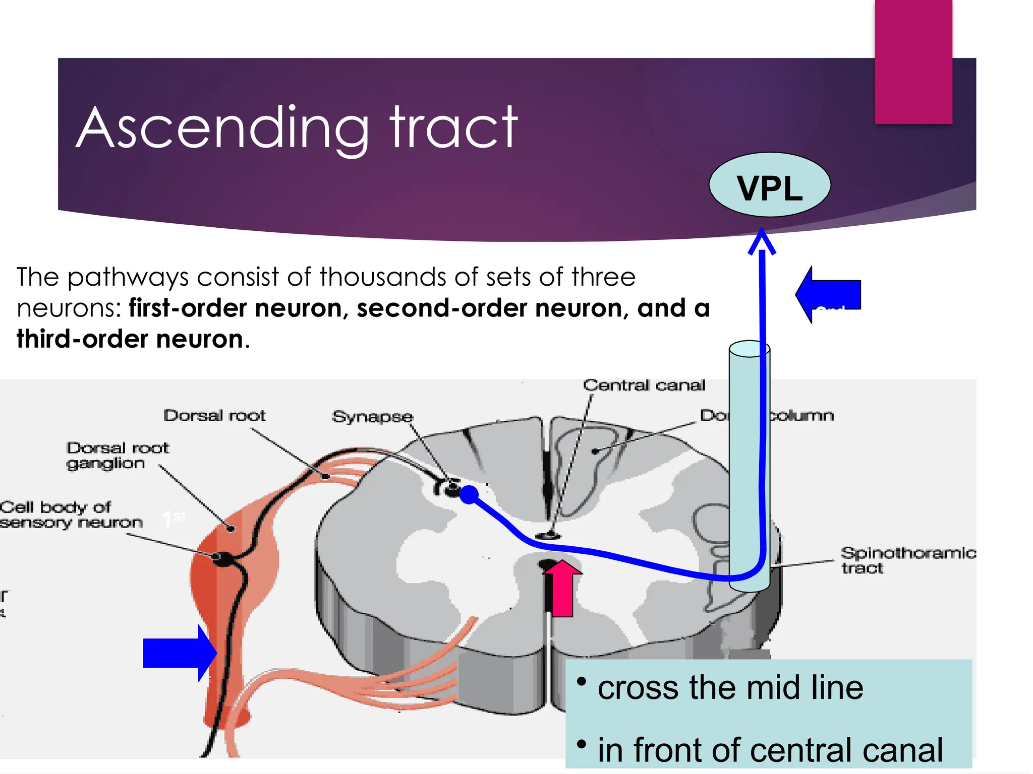 nervoussystemppt-210110150951.pptxppt download | PPTX