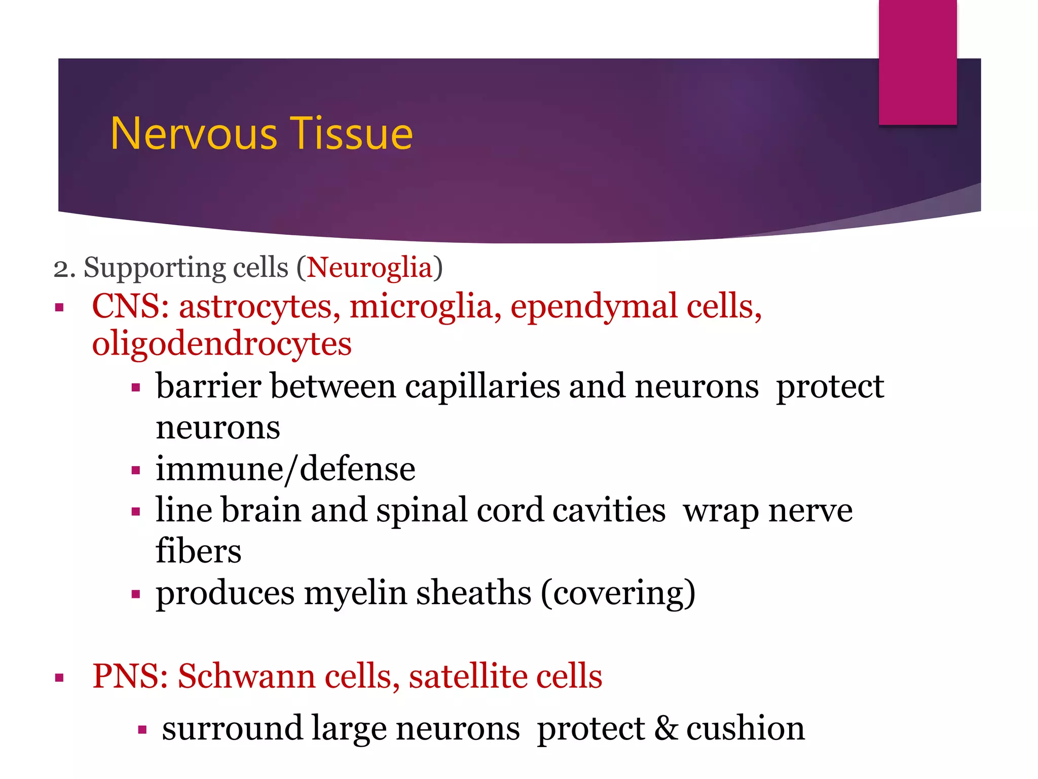 Nervous system ppt | PPTX