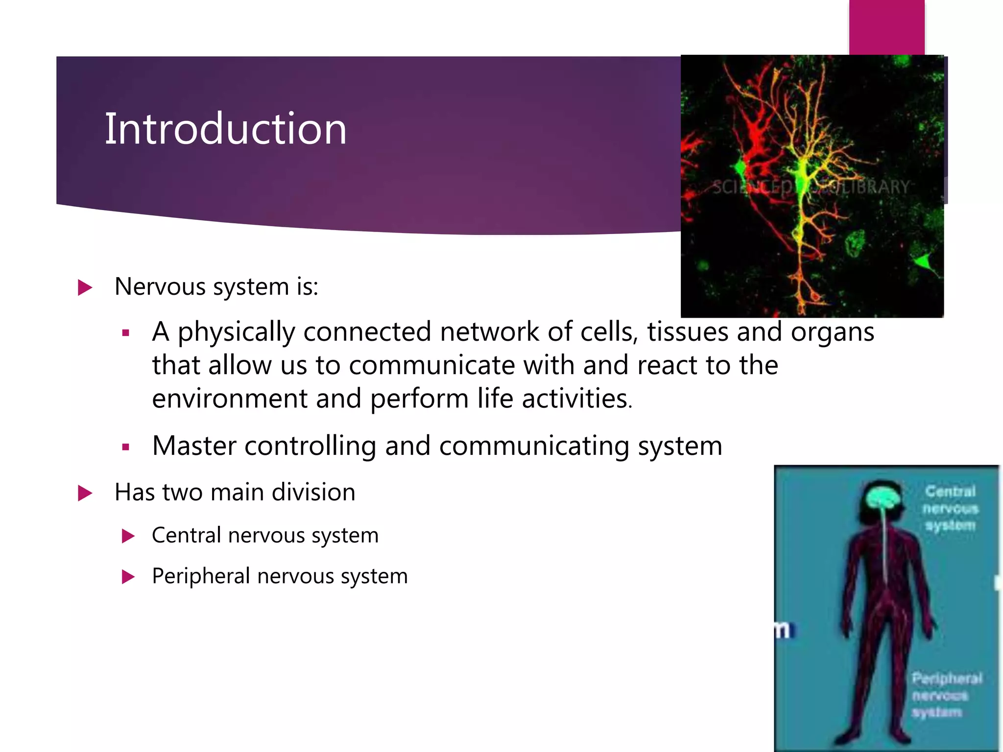 Nervous system ppt | PPTX