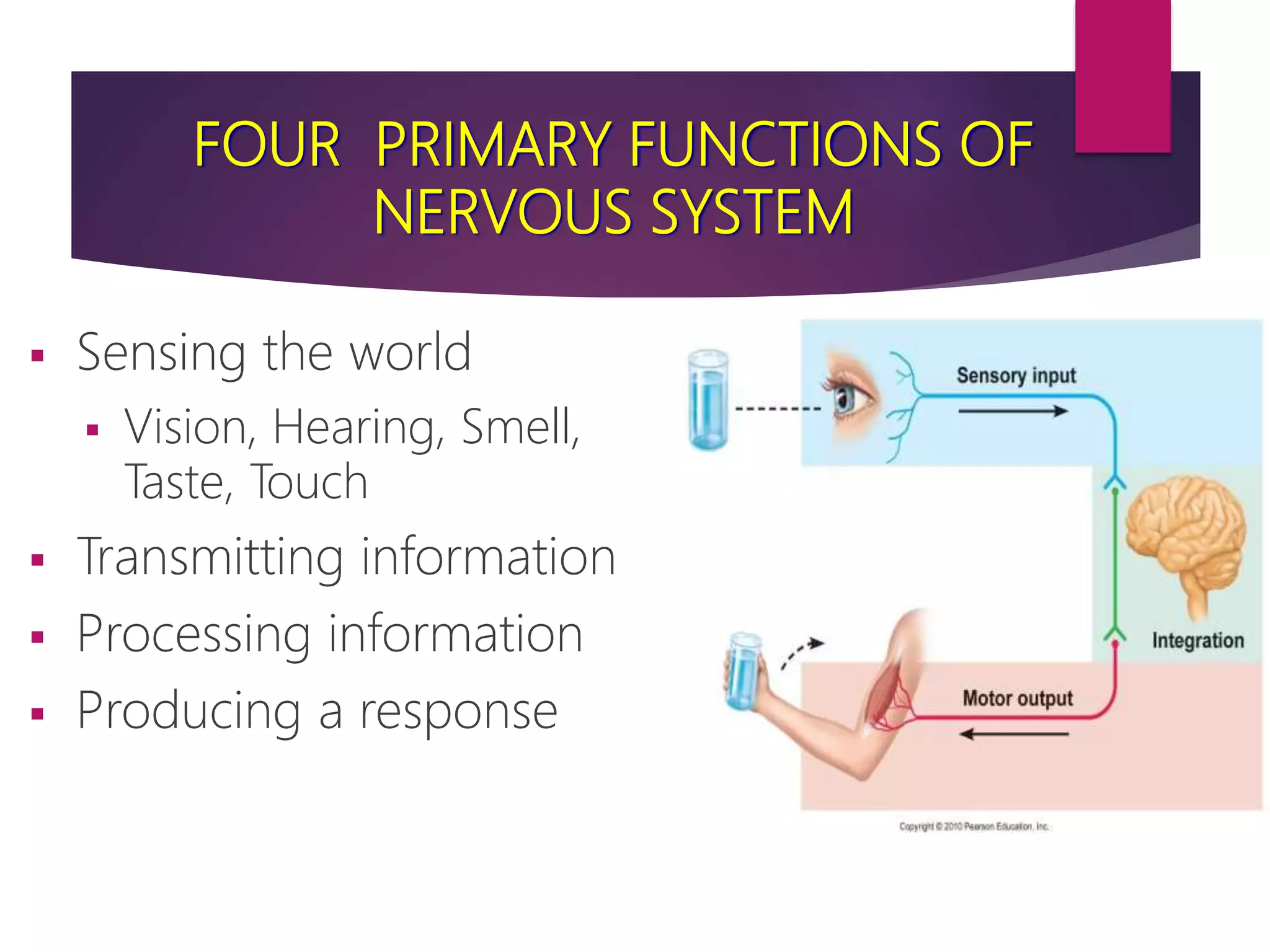 Nervous system ppt | PPTX