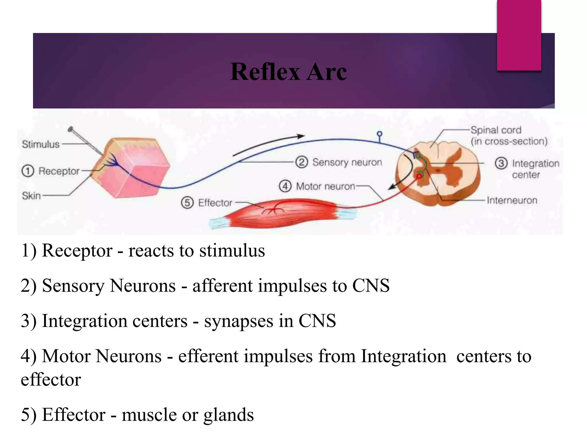 Nervous system ppt | PPTX