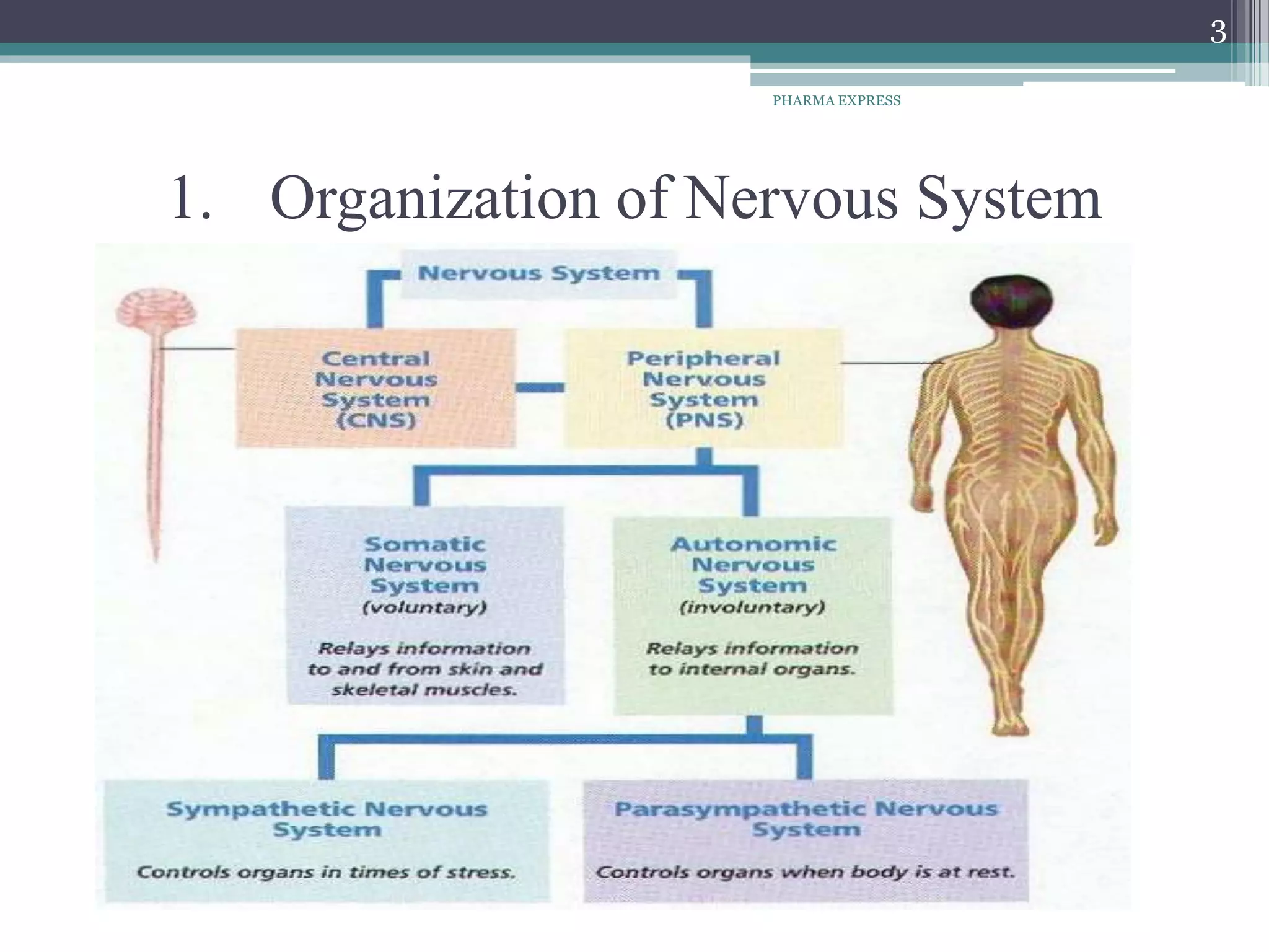 Nervous System Ppt Pptx Brain And Nervous System Disorders Diseases And Conditions