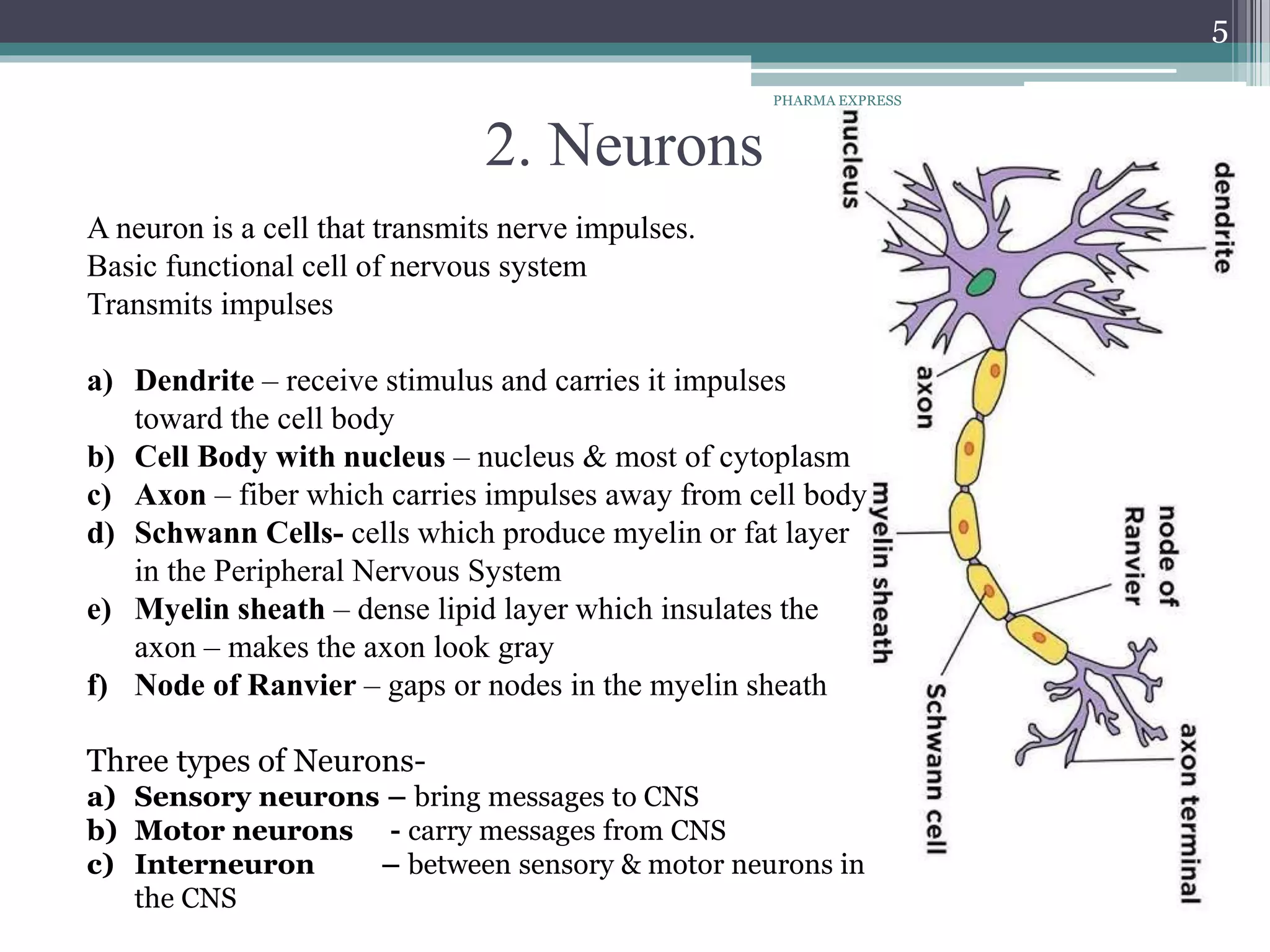 Nervous system ppt | PPTX